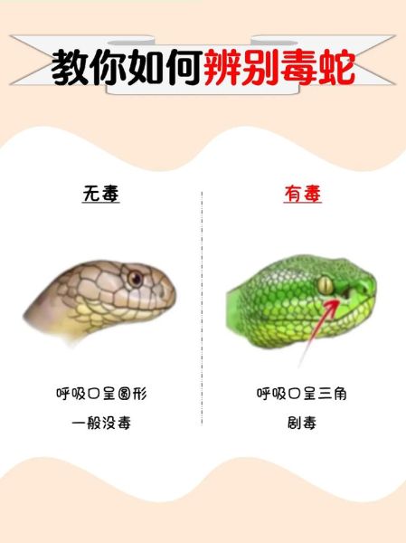 无毒蛇图片大全_无毒蛇怎么分辨-第1张图片-山城妙识 无毒蛇图片大全_无毒蛇怎么分辨-第1张图片-山城妙识