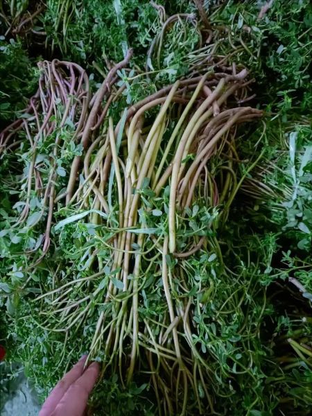 马扎菜图片_马扎菜长什么样-第3张图片-山城妙识 马扎菜图片_马扎菜长什么样-第3张图片-山城妙识