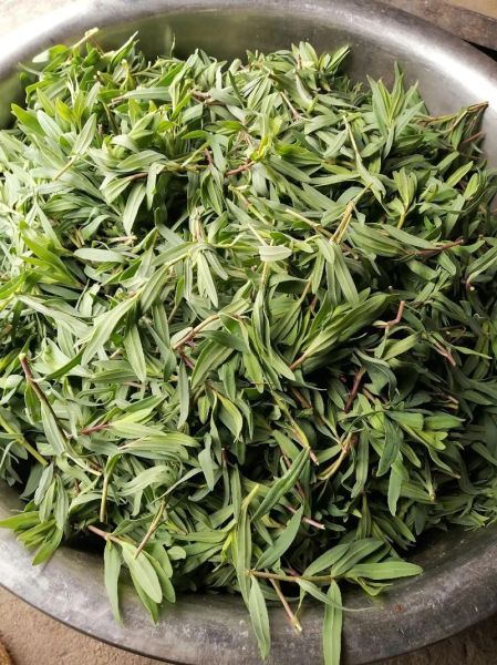 马扎菜图片_马扎菜长什么样-第1张图片-山城妙识 马扎菜图片_马扎菜长什么样-第1张图片-山城妙识