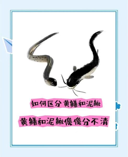 黄鳝和泥鳅的区别_哪个更好吃-第2张图片-山城妙识