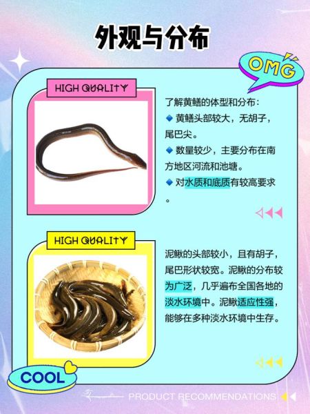 黄鳝和泥鳅的区别_哪个更好吃-第1张图片-山城妙识