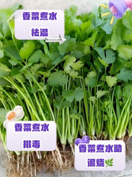 香菜煮水有什么好处_香菜煮水能天天喝吗-第1张图片-山城妙识 香菜煮水有什么好处_香菜煮水能天天喝吗-第1张图片-山城妙识