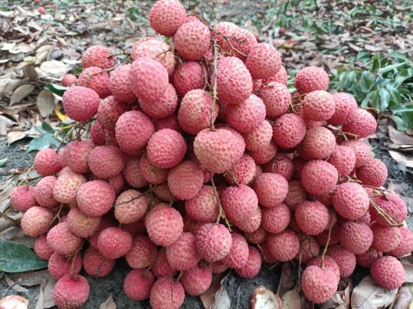 荔枝王是什么品种_荔枝王和桂味区别-第3张图片-山城妙识