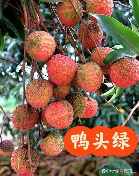 荔枝王是什么品种_荔枝王和桂味区别-第2张图片-山城妙识