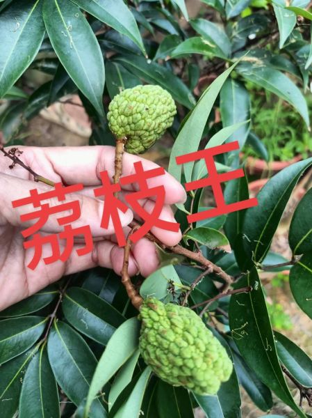 荔枝王是什么品种_荔枝王和桂味区别-第1张图片-山城妙识