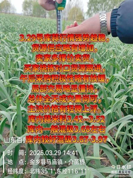 金乡大蒜下午价格_今日行情多少钱一斤-第2张图片-山城妙识