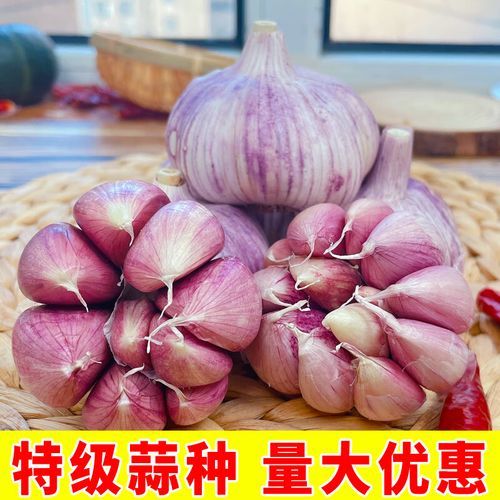 金乡大蒜下午价格_今日行情多少钱一斤-第3张图片-山城妙识