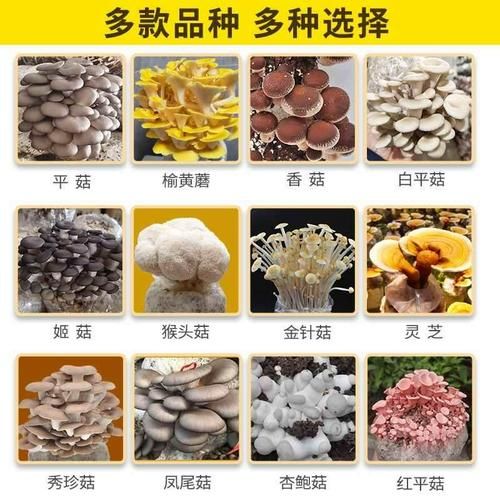 香菇种植技术视频_香菇菌棒怎么养-第1张图片-山城妙识 香菇种植技术视频_香菇菌棒怎么养-第1张图片-山城妙识