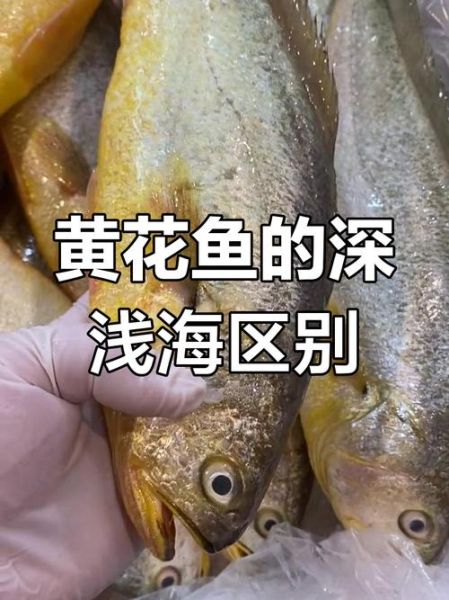 黄花鱼是海鱼吗_淡水还是海水-第1张图片-山城妙识 黄花鱼是海鱼吗_淡水还是海水-第1张图片-山城妙识