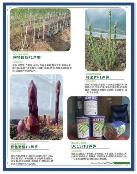 芦笋怎么种_芦笋种植方法步骤-第2张图片-山城妙识