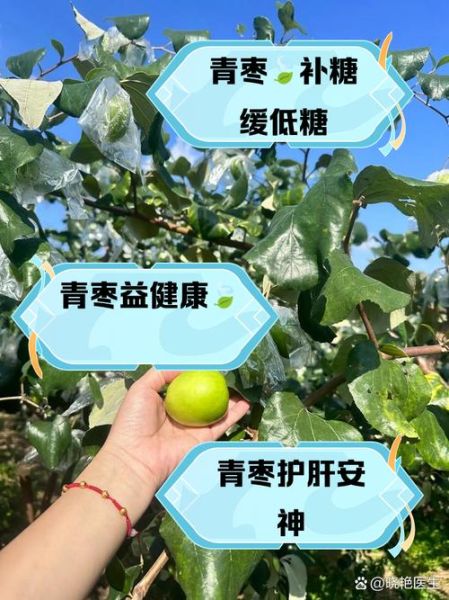 青枣是凉性还是热性_青枣的功效与作用-第1张图片-山城妙识