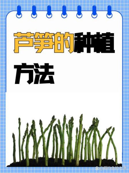芦笋怎么种_芦笋种植方法步骤-第1张图片-山城妙识