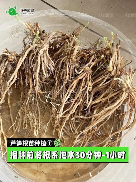 芦笋怎么种_芦笋种植方法步骤-第3张图片-山城妙识