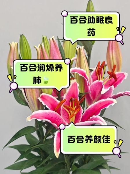 鲜百合怎么吃最有营养_鲜百合营养吃法大全-第2张图片-山城妙识 鲜百合怎么吃最有营养_鲜百合营养吃法大全-第2张图片-山城妙识