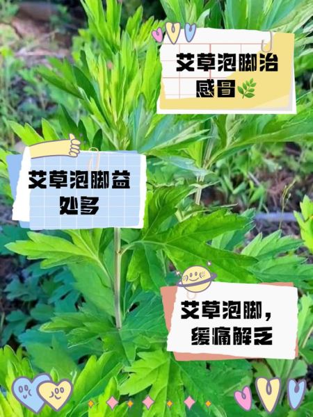 艾叶泡脚的功效与作用_艾叶泡脚的副作用有哪些-第1张图片-山城妙识