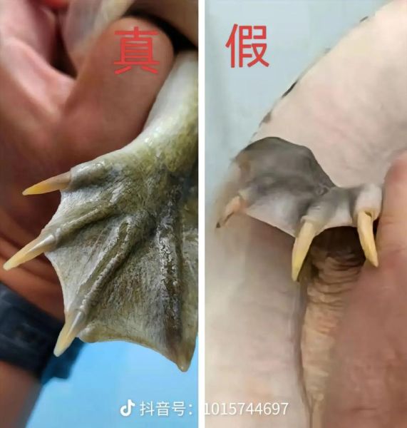 鳖和甲鱼一样吗_鳖和甲鱼的区别-第1张图片-山城妙识