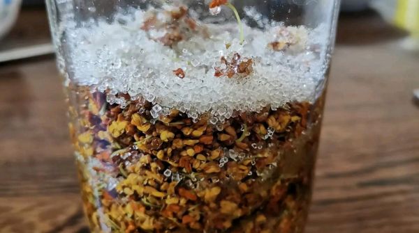 腌桂花变黑原因_还能吃吗-第1张图片-山城妙识