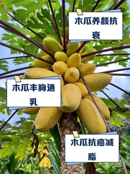 木瓜是水果还是蔬菜_木瓜到底属于哪一类-第2张图片-山城妙识 木瓜是水果还是蔬菜_木瓜到底属于哪一类-第2张图片-山城妙识