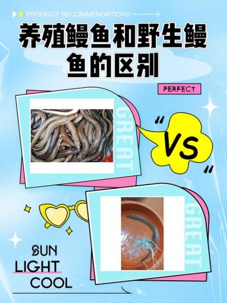 鳗鱼养殖周期多久_鳗鱼养殖周期成本-第1张图片-山城妙识 鳗鱼养殖周期多久_鳗鱼养殖周期成本-第1张图片-山城妙识