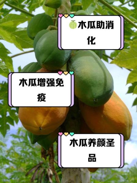 木瓜是水果还是蔬菜_木瓜到底属于哪一类-第3张图片-山城妙识 木瓜是水果还是蔬菜_木瓜到底属于哪一类-第3张图片-山城妙识