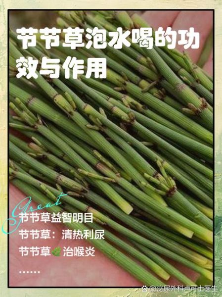 节节草的功效与作用_节节草怎么泡水喝-第1张图片-山城妙识 节节草的功效与作用_节节草怎么泡水喝-第1张图片-山城妙识