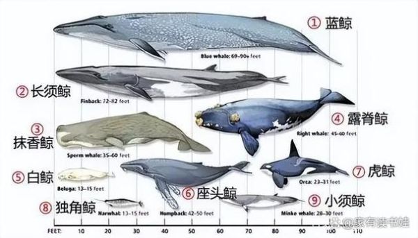 鲸鱼是鱼吗_为什么鲸鱼不是鱼类-第2张图片-山城妙识