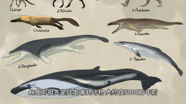 鲸鱼是鱼吗_为什么鲸鱼不是鱼类-第1张图片-山城妙识