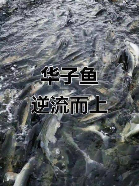 华子鱼洄游时间_华子鱼洄游路线怎么走-第2张图片-山城妙识 华子鱼洄游时间_华子鱼洄游路线怎么走-第2张图片-山城妙识