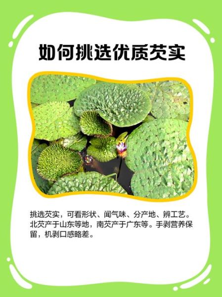 鲜芡实怎么吃_鲜芡实的功效与作用-第3张图片-山城妙识