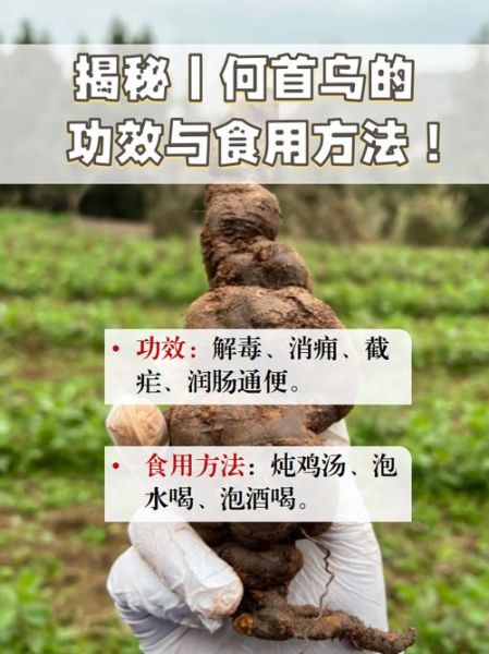 何首乌怎么吃效果最好_何首乌食用方法禁忌-第2张图片-山城妙识 何首乌怎么吃效果最好_何首乌食用方法禁忌-第2张图片-山城妙识