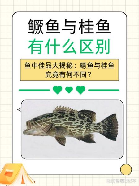 鳜鱼和桂鱼的区别图片_鳜鱼是不是桂鱼-第1张图片-山城妙识
