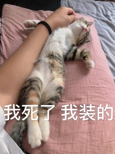 泡芙表情包怎么保存_泡芙表情包出处是哪部番-第1张图片-山城妙识 泡芙表情包怎么保存_泡芙表情包出处是哪部番-第1张图片-山城妙识