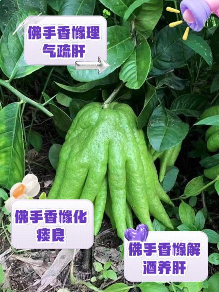 香橼的功效与作用_香橼怎么吃效果最好-第3张图片-山城妙识 香橼的功效与作用_香橼怎么吃效果最好-第3张图片-山城妙识