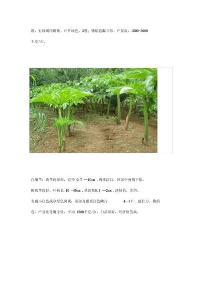 魔芋怎么种植_魔芋种植技术要点-第1张图片-山城妙识