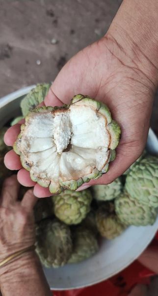 番荔枝什么时候成熟_番荔枝成熟时间-第2张图片-山城妙识