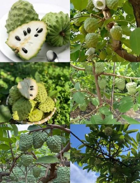番荔枝什么时候成熟_番荔枝成熟时间-第1张图片-山城妙识