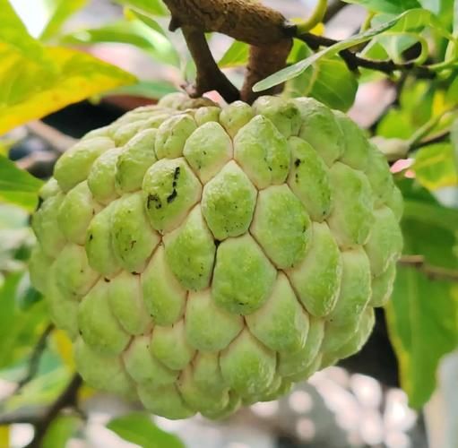 番荔枝什么时候成熟_番荔枝成熟时间-第3张图片-山城妙识