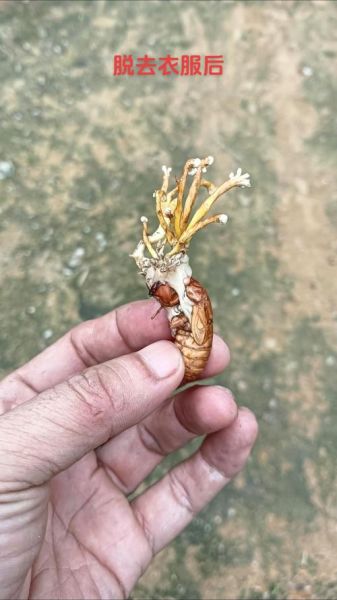 有毒金蝉花图片_如何辨别真假-第1张图片-山城妙识