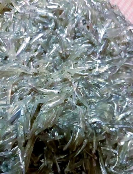 丁香鱼干怎么做好吃_家常做法步骤-第1张图片-山城妙识