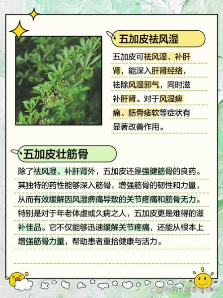 香加皮和五加皮有什么区别_香加皮五加皮功效差异-第1张图片-山城妙识