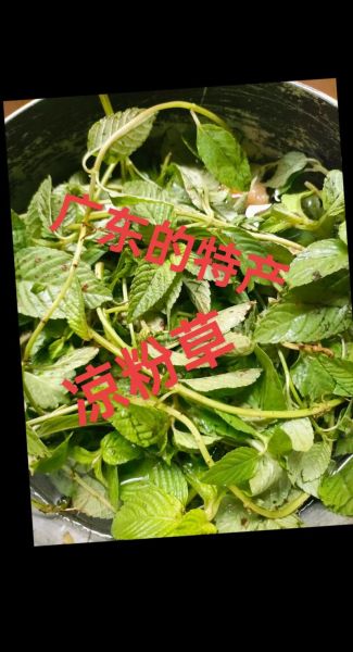 绿凉粉草的功效与作用_绿凉粉草怎么吃最好-第2张图片-山城妙识