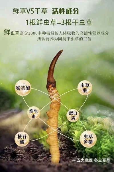 虫草的功效与作用及食用方法_虫草怎么吃效果最好-第3张图片-山城妙识