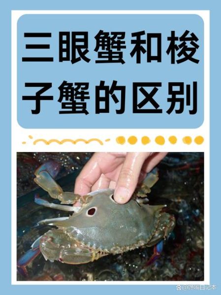菱蟹是什么_菱蟹和梭子蟹区别-第3张图片-山城妙识