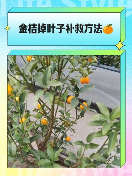金桔树怎么养_金桔树掉叶子怎么办-第1张图片-山城妙识