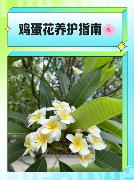 鸡蛋花怎么养_鸡蛋花扦插方法-第3张图片-山城妙识 鸡蛋花怎么养_鸡蛋花扦插方法-第3张图片-山城妙识