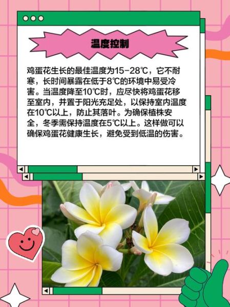 鸡蛋花怎么养_鸡蛋花扦插方法-第1张图片-山城妙识 鸡蛋花怎么养_鸡蛋花扦插方法-第1张图片-山城妙识