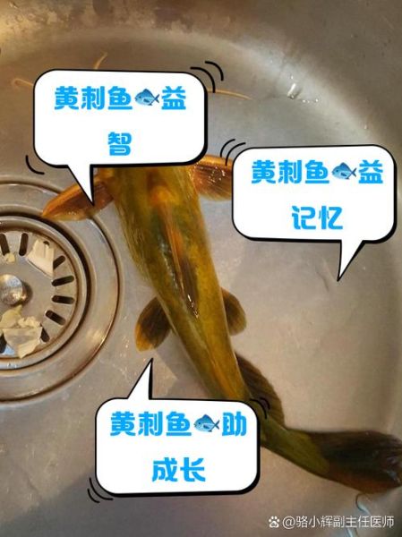 黄刺鱼的功效与禁忌_什么人不能吃-第2张图片-山城妙识 黄刺鱼的功效与禁忌_什么人不能吃-第2张图片-山城妙识