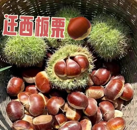 迁西板栗的营养价值_迁西板栗的功效与作用-第1张图片-山城妙识
