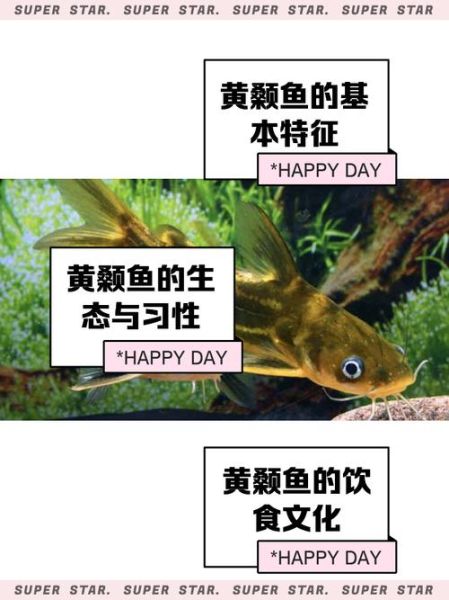 黄刺鱼的功效与禁忌_什么人不能吃-第3张图片-山城妙识 黄刺鱼的功效与禁忌_什么人不能吃-第3张图片-山城妙识