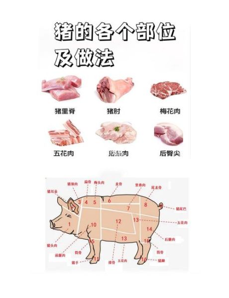 猪的部位大全图解_猪身上哪个部位最嫩-第1张图片-山城妙识